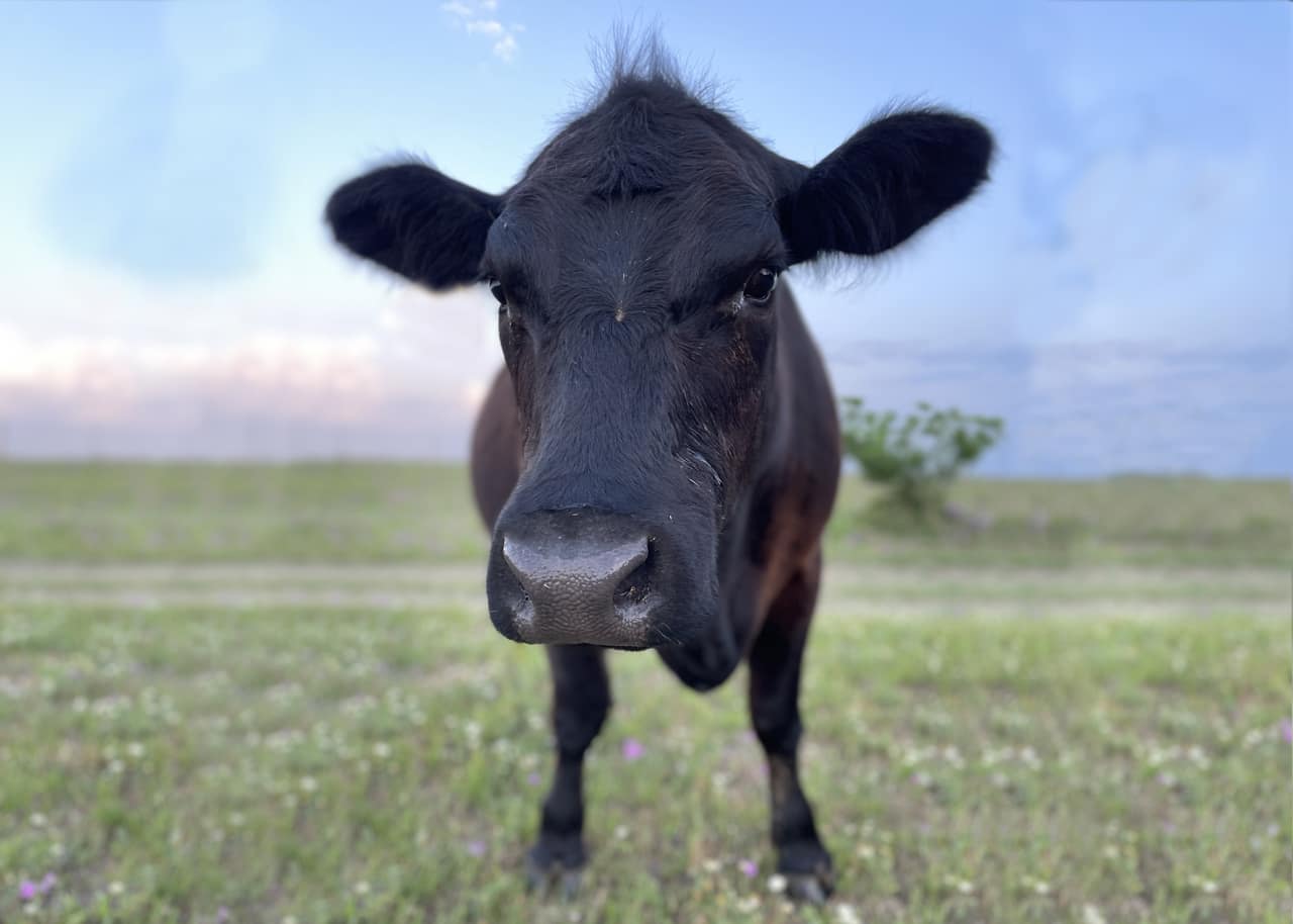 Cattle - Free Wing Farms