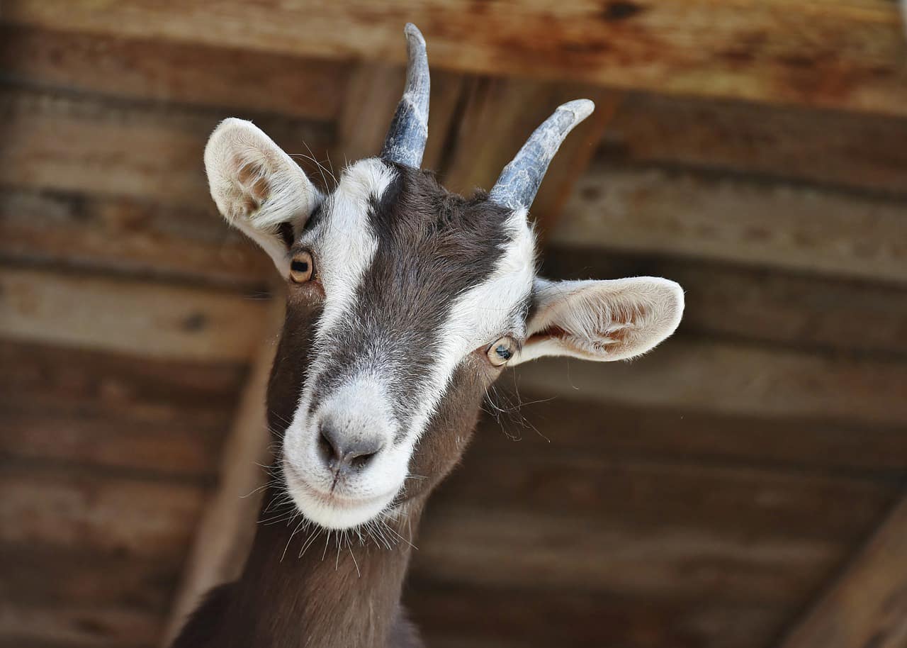 Goats & Sheep - Free Wing Farms