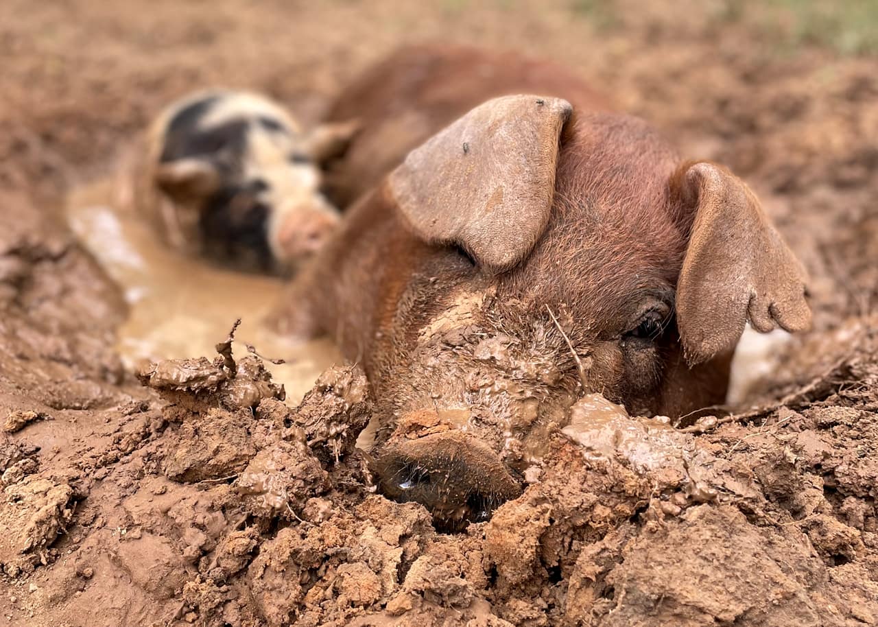Pigs - Free Wing Farms