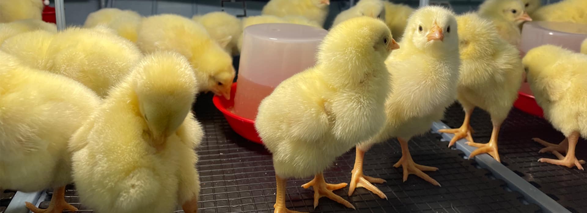 Feeding Recommendations for Cornish Cross Birds: From Hatch to ...