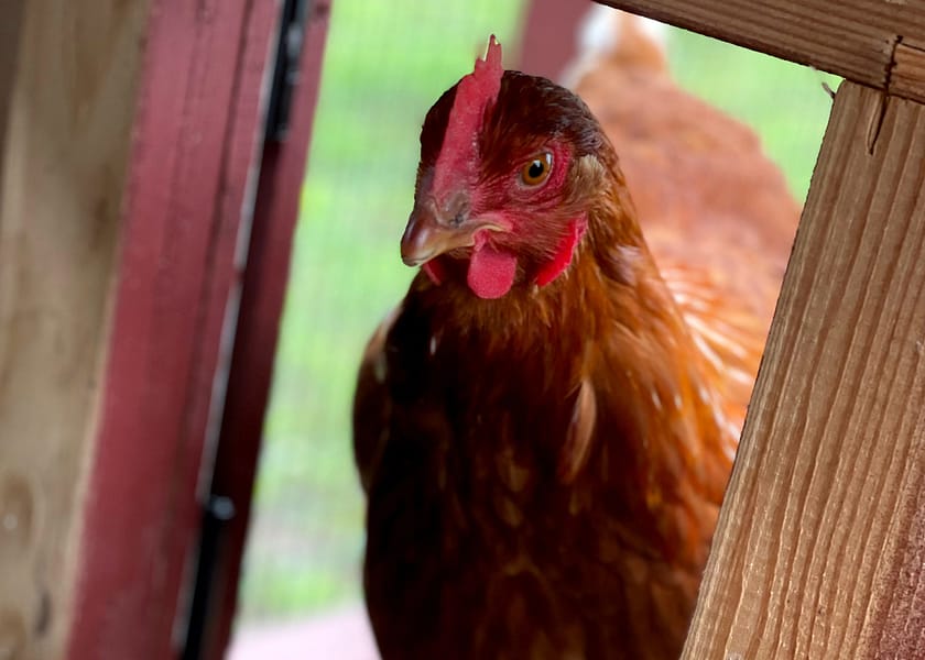 Poultry - Free Wing Farms
