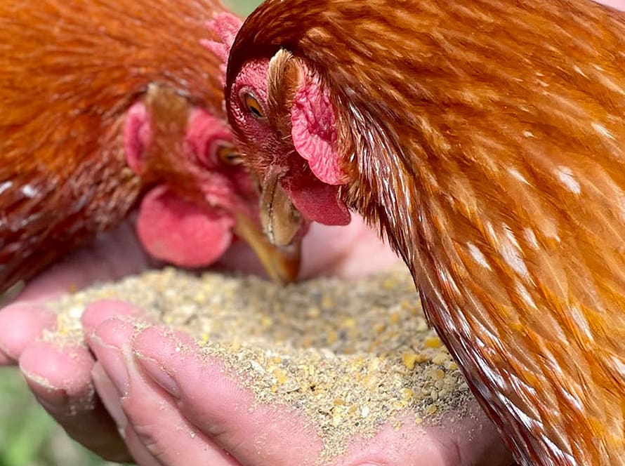 Understanding Animal Feed: Mash, Pellet, and Crumble Forms Explained ...