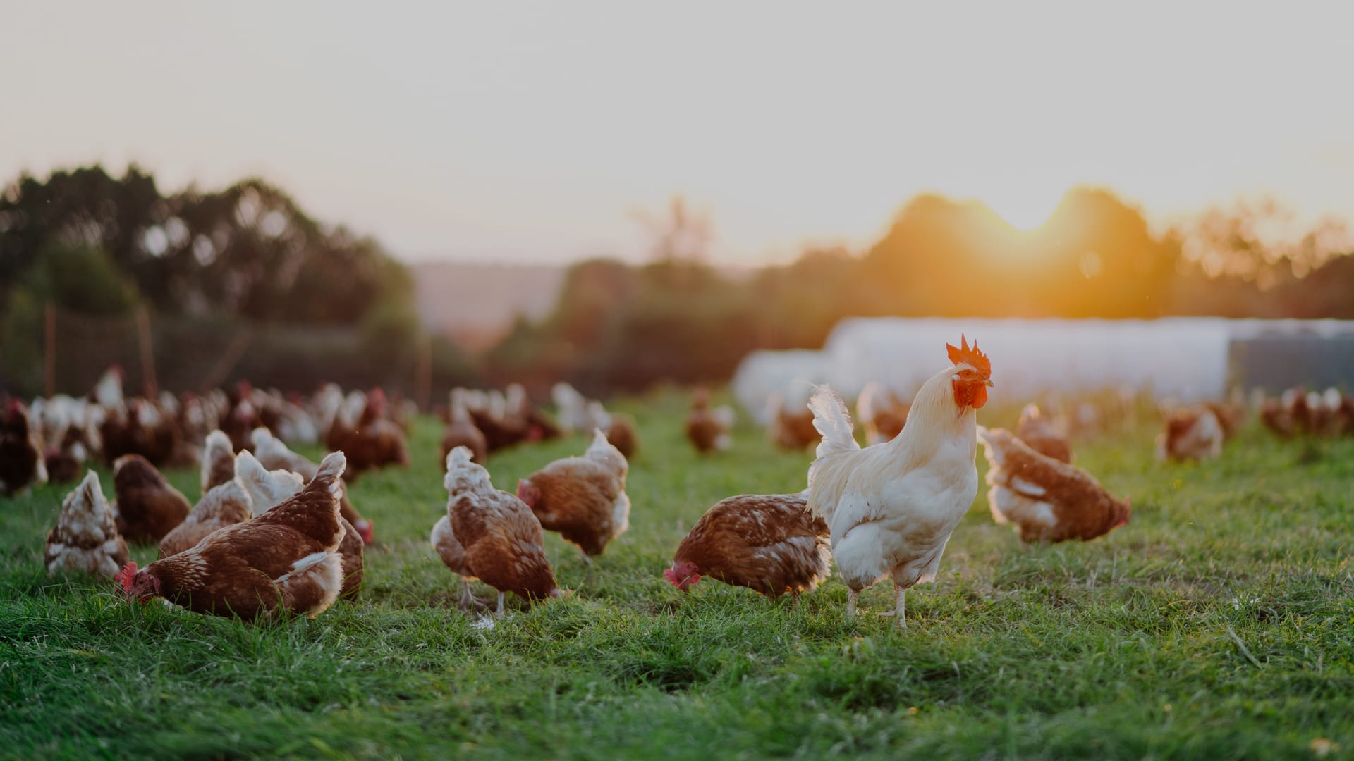 Home - Free Wing Farms