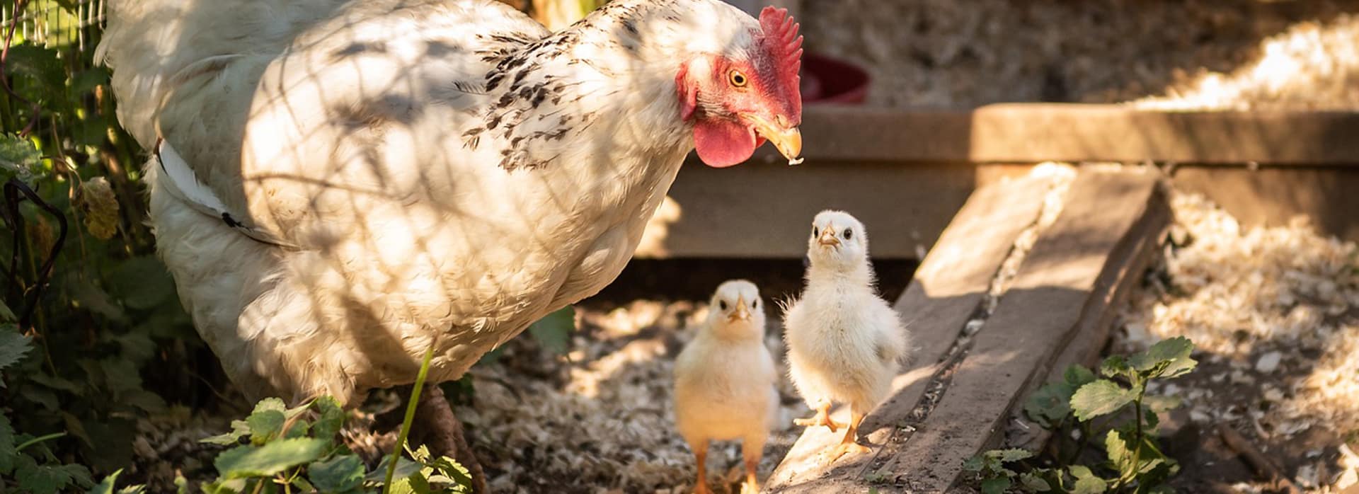 Feeding Recommendations for Laying Hens - Free Wing Farms